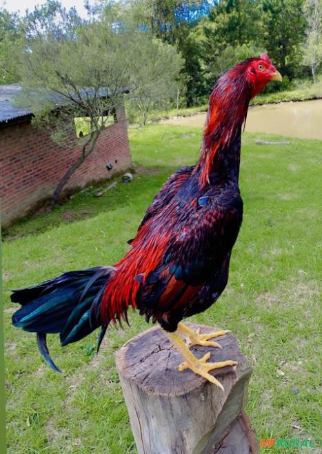 Galo Mura Reprodutor em Teutônia RS à venda. Compre direto 785136