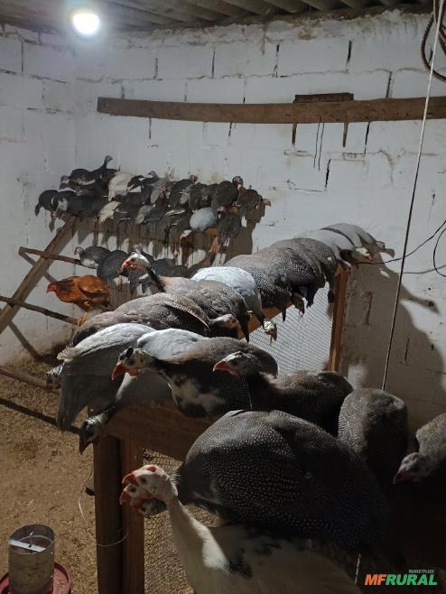 Galinha Angola em São Paulo | Preço Venda Compra - MF Rural