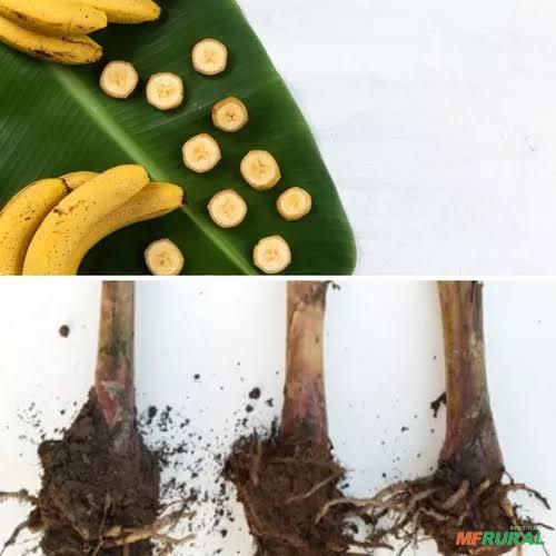 Mudas de Banana no Paraná à venda com preço