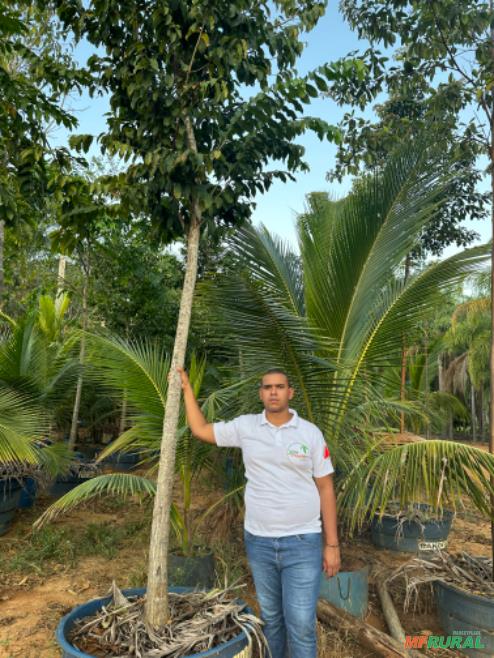 Mudas de Árvore Sapucaia em Astolfo Dutra MG à venda. Compre 817011