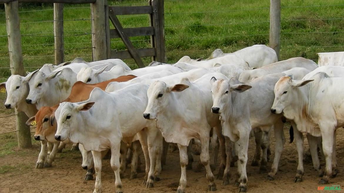 Leilão Crv Lagoa Paint Nelore em Bragança Paulista SP à venda. 788882