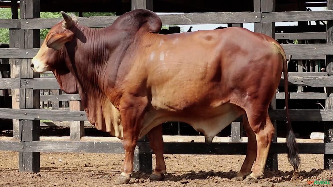 2° Leilão Virtual Bahia Red Sindhi em Ipirá BA à venda. Compre 801711
