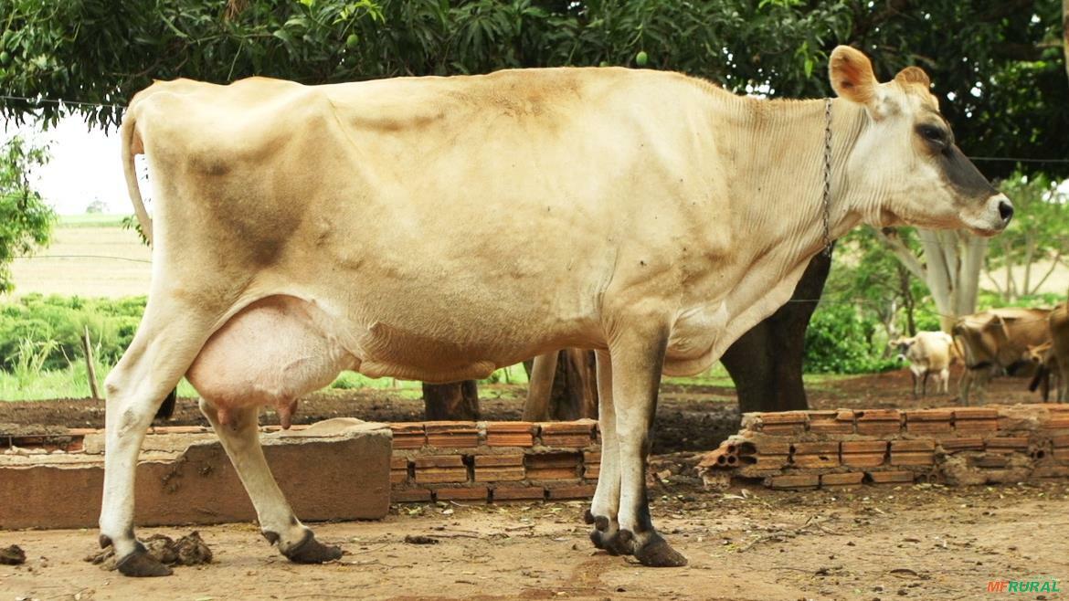 Vacas Prenhas Goia | Preço Venda Compra - MF Rural