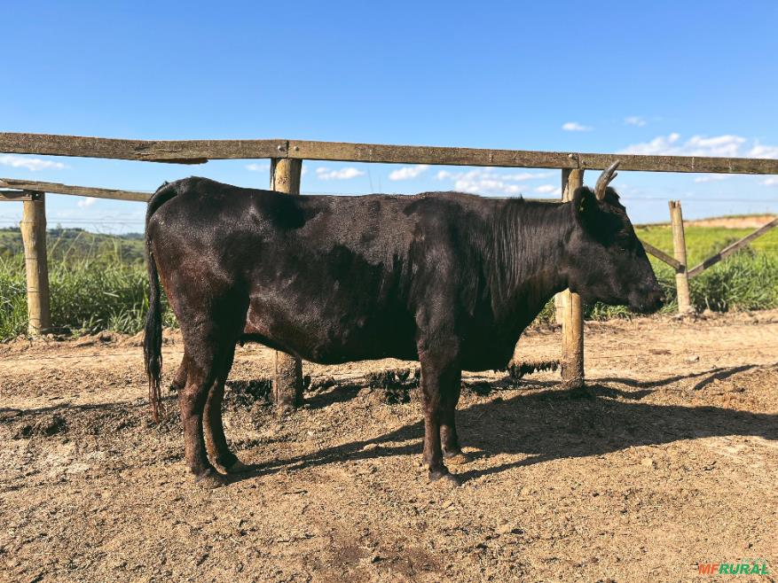 Vaca Wagyu | Preço Venda Compra - MF Rural