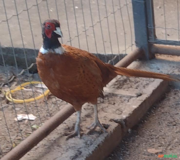 Faisão à venda com preço Faisão
