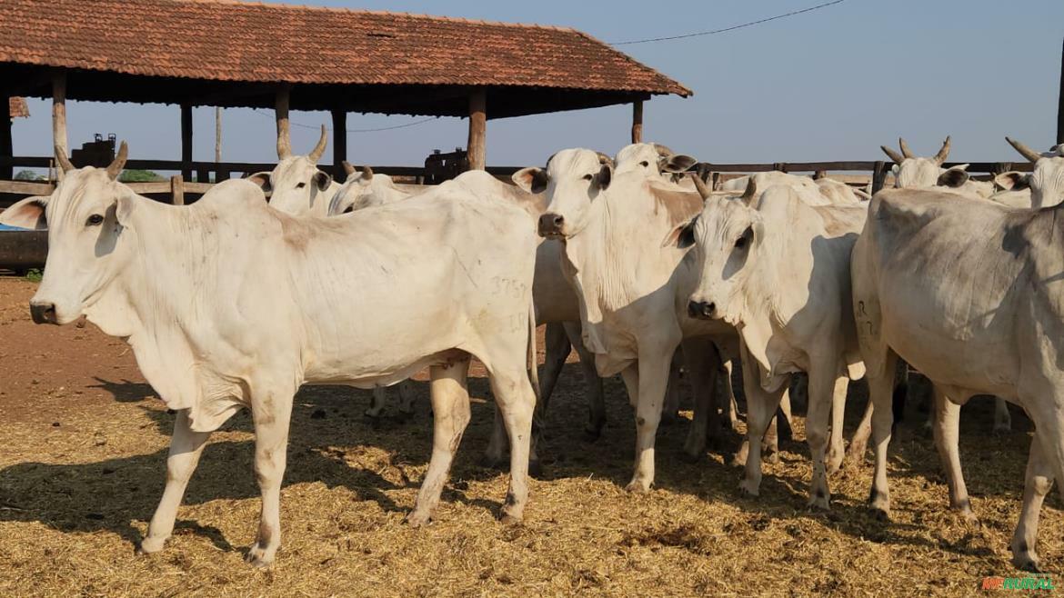 Vacas | Preço Venda Compra - MF Rural