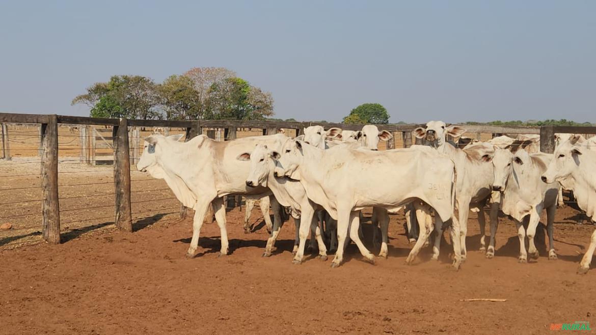 Kmspico Windows 11 Activator Download 64 Bit - Animais | Preço