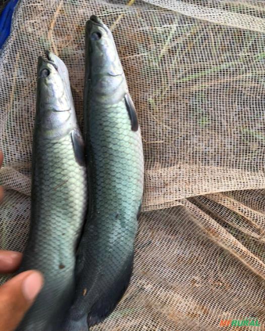 Alevinos à venda com preço Alevinos