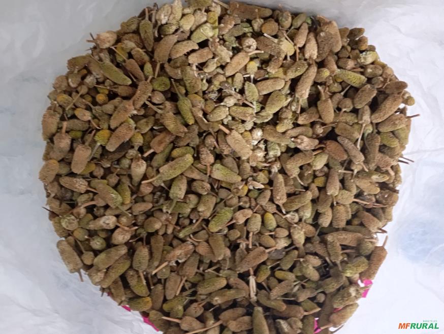 Jambu em Abaetetuba PA à venda. Compre direto do vendedor 790210