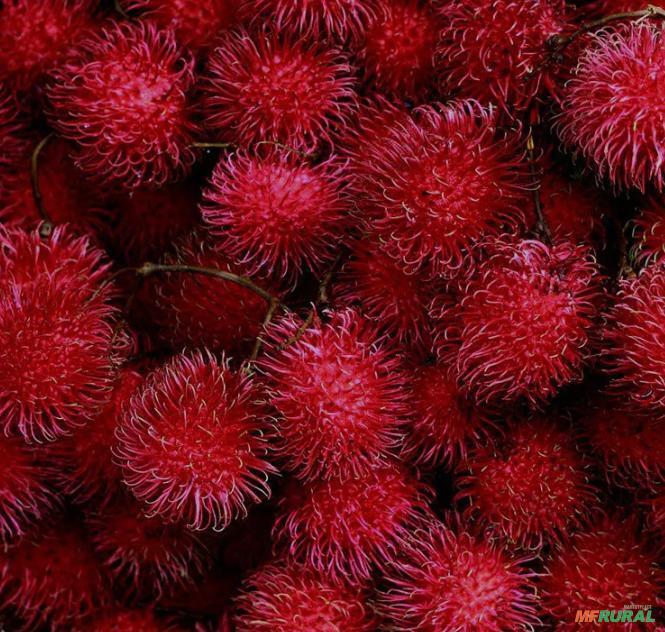 Rabutan à venda com preço Rabutan