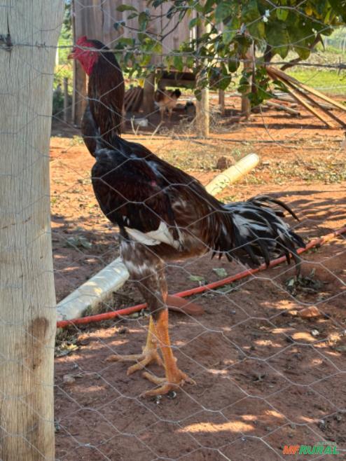 Galo Índio Gigante E Frangas em Bauru SP à venda. Compre direto 796205