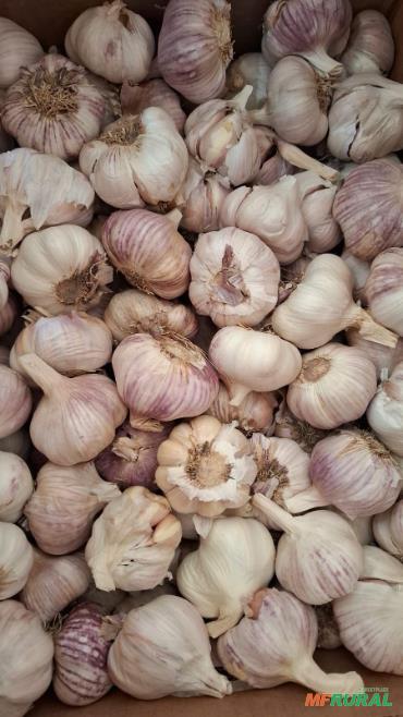 Alho Roxo Argentino | Preço Venda Compra - MF Rural