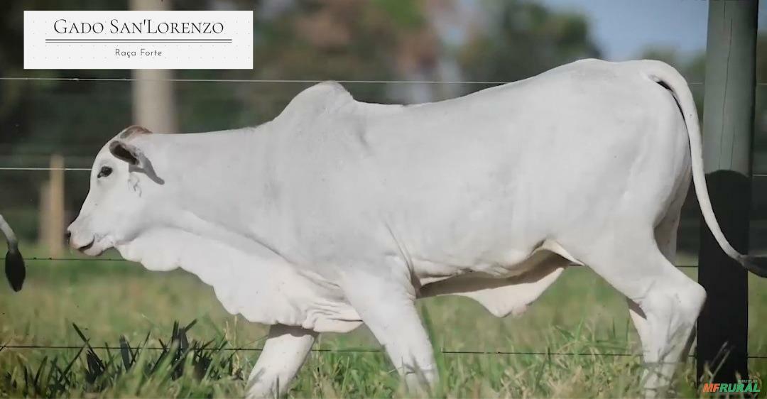 Espetacular Tourinho Nelore po (Gado Elite) em Ourinhos SP à 803640