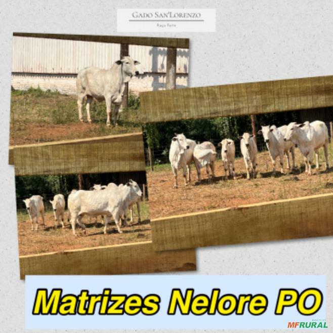 Nelore Po | Preço Venda Compra - MF Rural