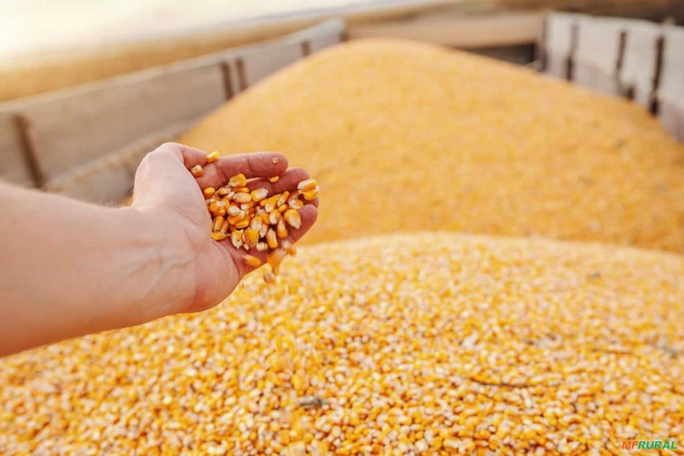 Milho 🌽 Gmo Padrao Exportacao em Salto Grande SP à venda. 845159