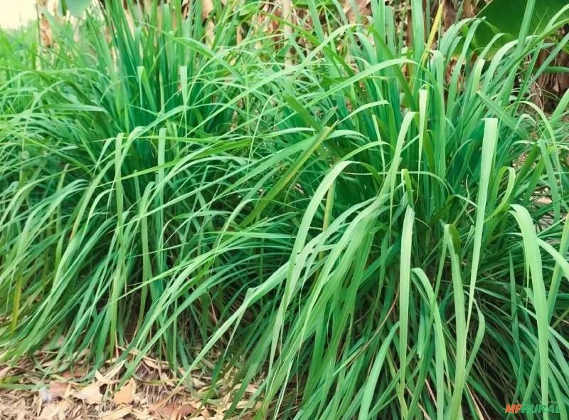 Óleo Essencial de Citronela em Vinhedo SP à venda. Compre direto 814872