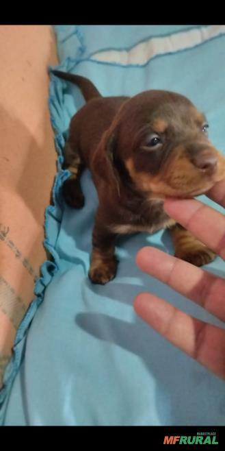 Basset Dachshund Macho Chocolate em Ribeirão Preto SP à venda. 808565