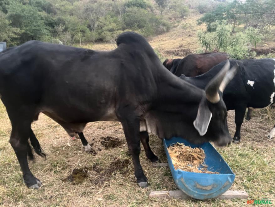 Guzerá à venda com preço Guzerá