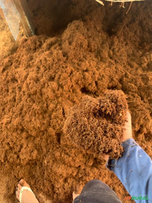 Bucha Coco | Preço Venda Compra - MF Rural
