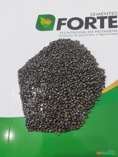 Semente de Crotalária Spectabilis em Jaboticabal SP à venda. 812921