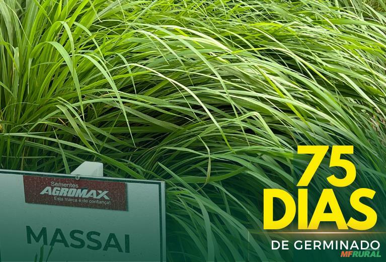 Sementes de Pastagem - Panicum Maximum Massai 500Kg em Mirabela 842894
