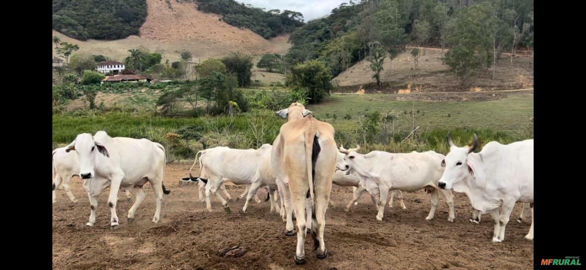 Corte Touro | Preço Venda Compra - MF Rural