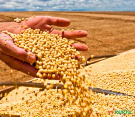 Compro Soja Avariada em Goiânia GO à venda. Compre direto 820449