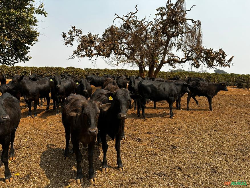 Compro Bezerras E Novilhas F1 Angus em Carneirinho MG à venda. 820815