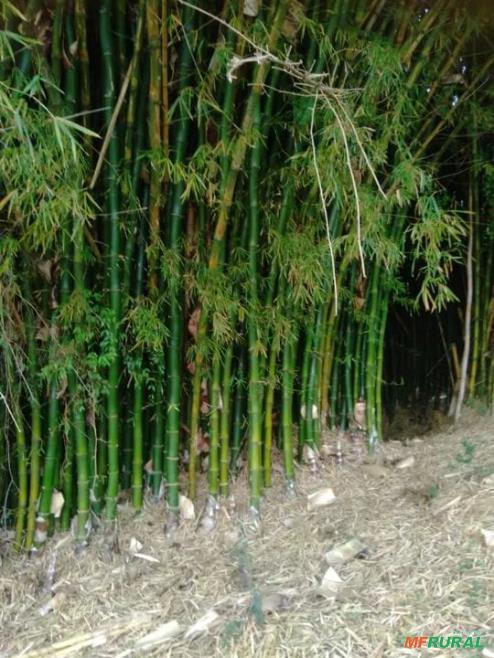 Mudas de Bambu em Guaíra - SP Venda de Bambu em Guaíra - SP