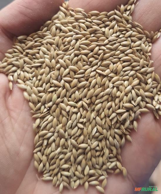 Alpiste em Santa Catarina para Nutrição Animal à venda com preço