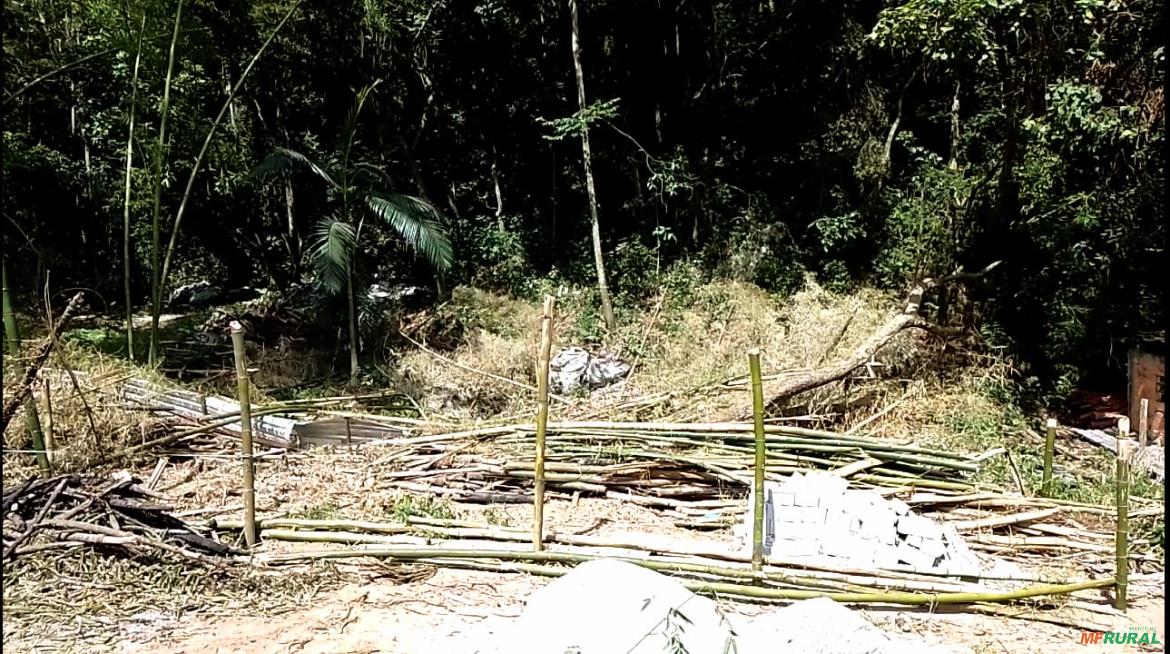 15 Metros - Árvores Adultas / Mudas | Preço Venda Compra