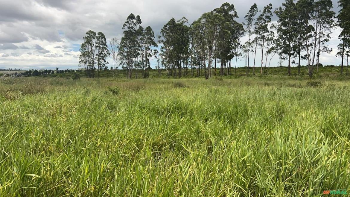 Canavieiras Bahia em Canavieiras BA - Fazendas / Imóveis