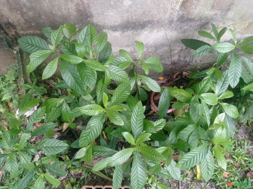 Chacrona em Itanhaém SP à venda. Compre direto do vendedor 845016