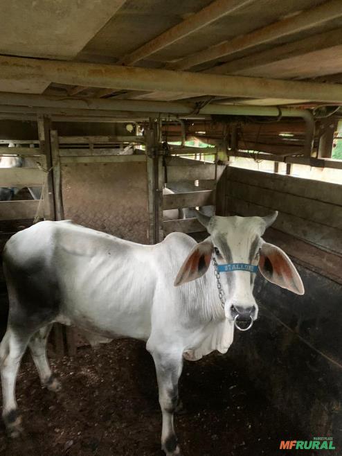 Windows 11 24H2 Crackfix Downloa em Minas Gerais - Animais