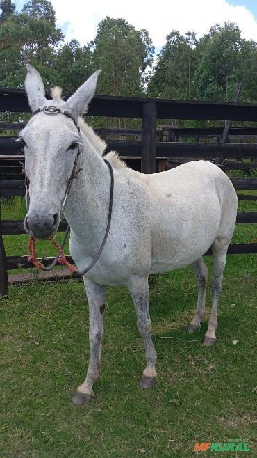 Burro/ Mula à venda com preço Burro/ Mula