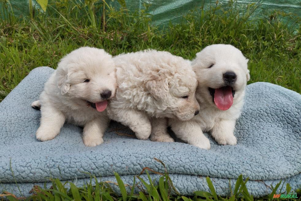 Mini Pastor Shetland Preco | Preço Venda Compra - MF Rural