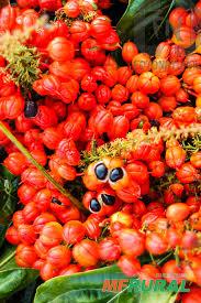 Pc Helpsoft Driver Updater Serial Key 2025 em Maués AM | Preço