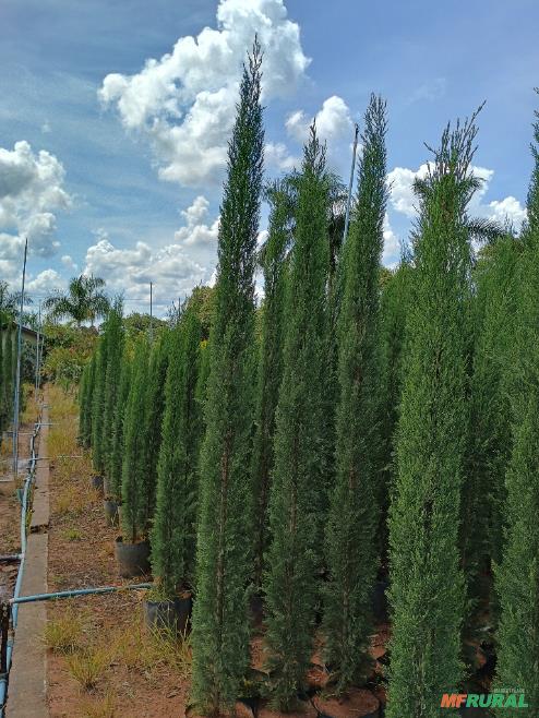 Mudas de Cipreste Italiano (Cupressus Sempervirens) - 2,5 850367