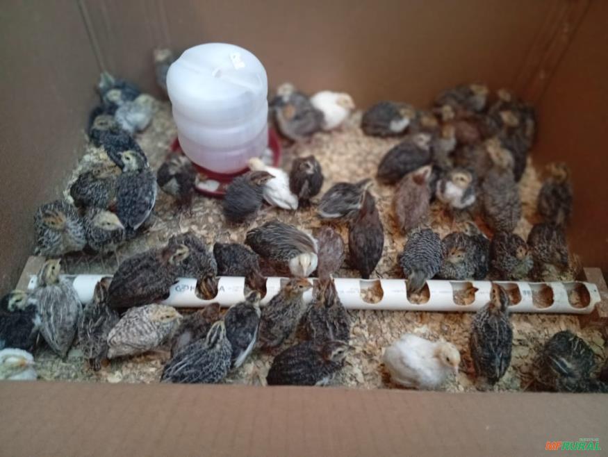 Codornas Gigantes Para Venda em Curitiba PR à venda. Compre 857122