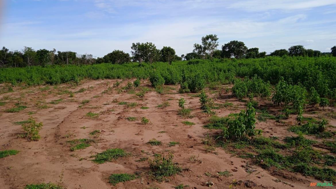 Vendo Fazenda no Município de Ponte Alta do Bom Jesus Tocantins 857618