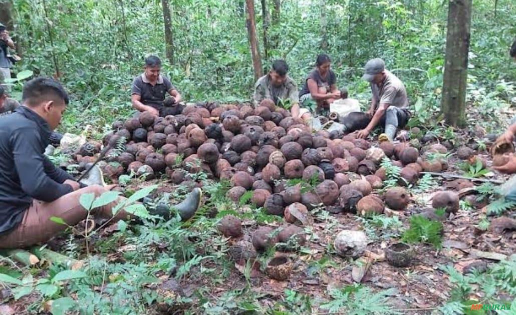 Cumaru/Castanha do Para em Manaus AM à venda. Compre direto 863013