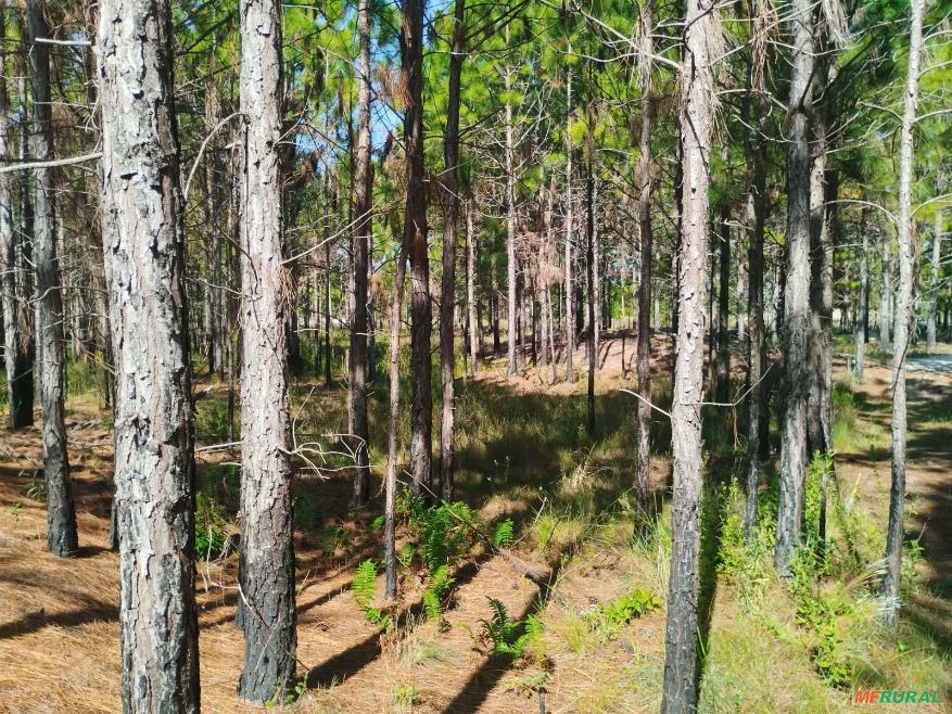 Arvores Pinus | Preço Venda Compra - MF Rural