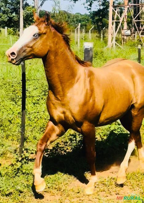 Cavalo Gunner | Preço Venda Compra - MF Rural