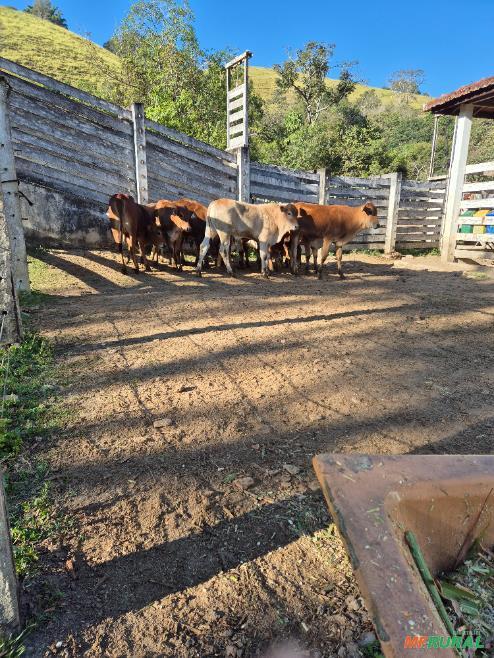 Bezerros Senepol | Preço Venda Compra - MF Rural