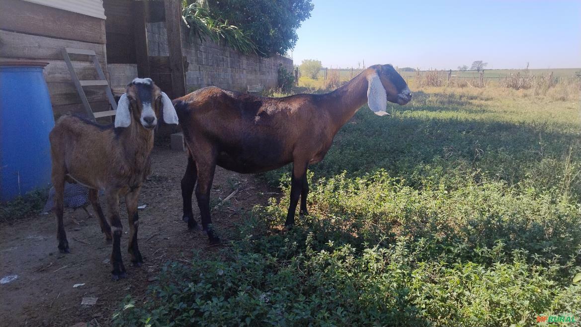 Cabras Nubiano - Animais | Preço Venda Compra - MF Rural