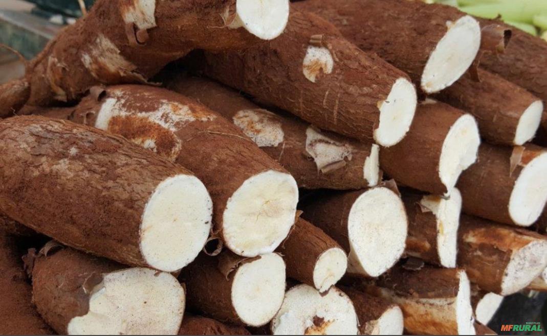 Mandioca Mansa em Mineiros - GO à venda com preço