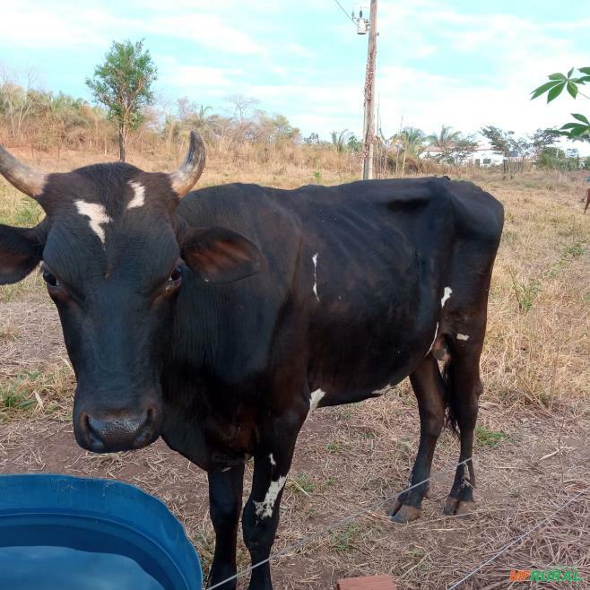Boi Mestico | Preço Venda Compra - MF Rural