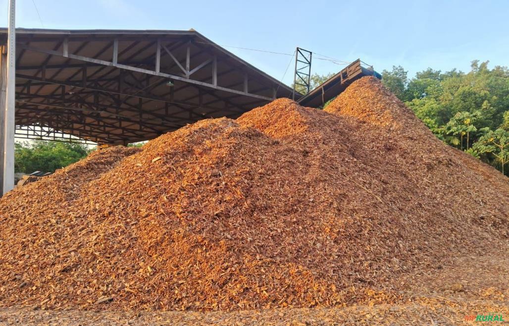 Cavaco Madeira | Preço Venda Compra - MF Rural