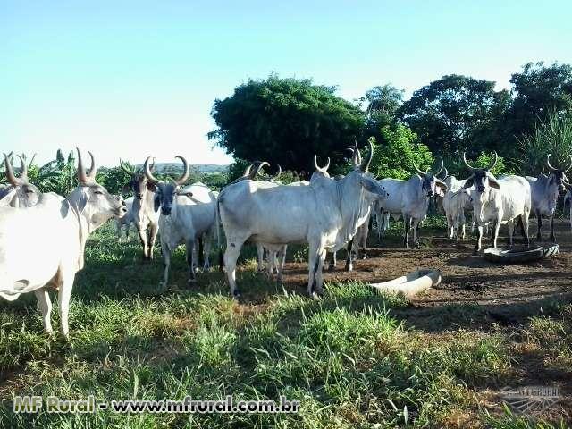 Vacas Guzera Leiteiras | Preço Venda Compra - MF Rural