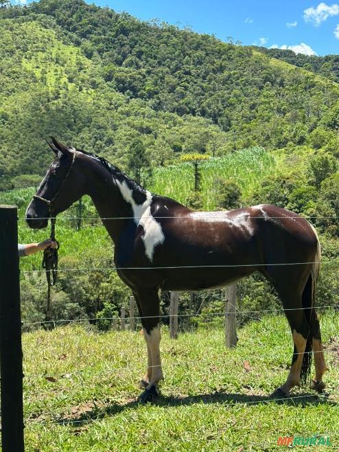 Egua | Preço Venda Compra - MF Rural